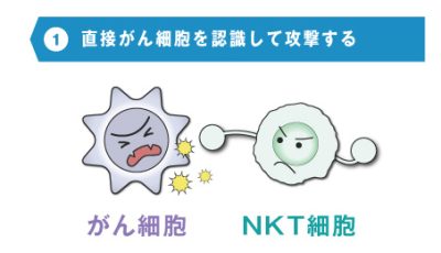 NKT細胞療法について | お知らせ | LSI札幌クリニック