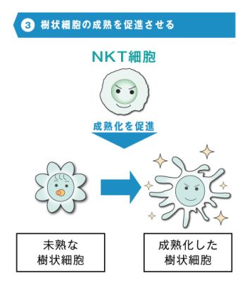 NKT細胞療法について | お知らせ | LSI札幌クリニック