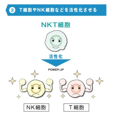NKT細胞療法について | お知らせ | LSI札幌クリニック